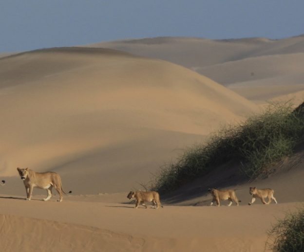 Spot the lion habitat | Barbary Lion