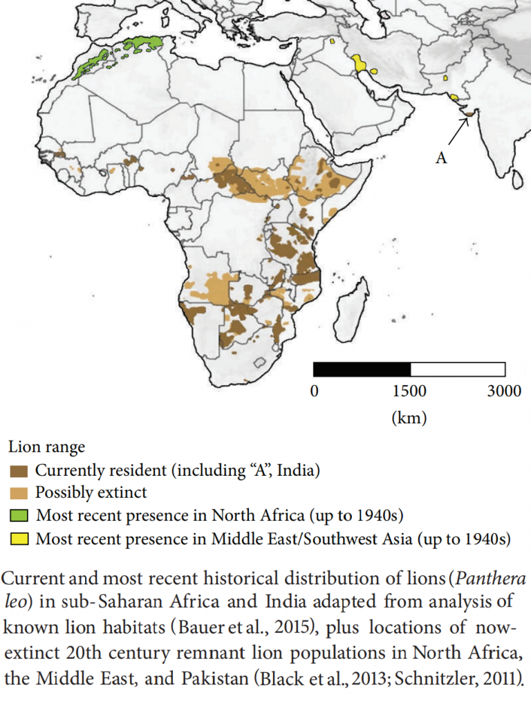 Barbary Lion | Science and History of the North African Lion