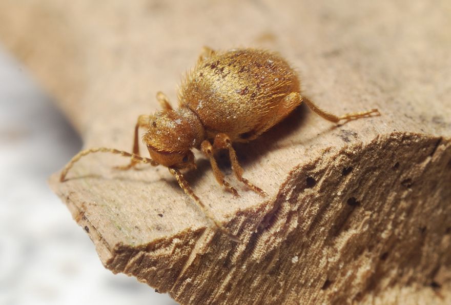 Bonus Find: a beetle update! – Roman and Late Antique Artefacts from Egypt